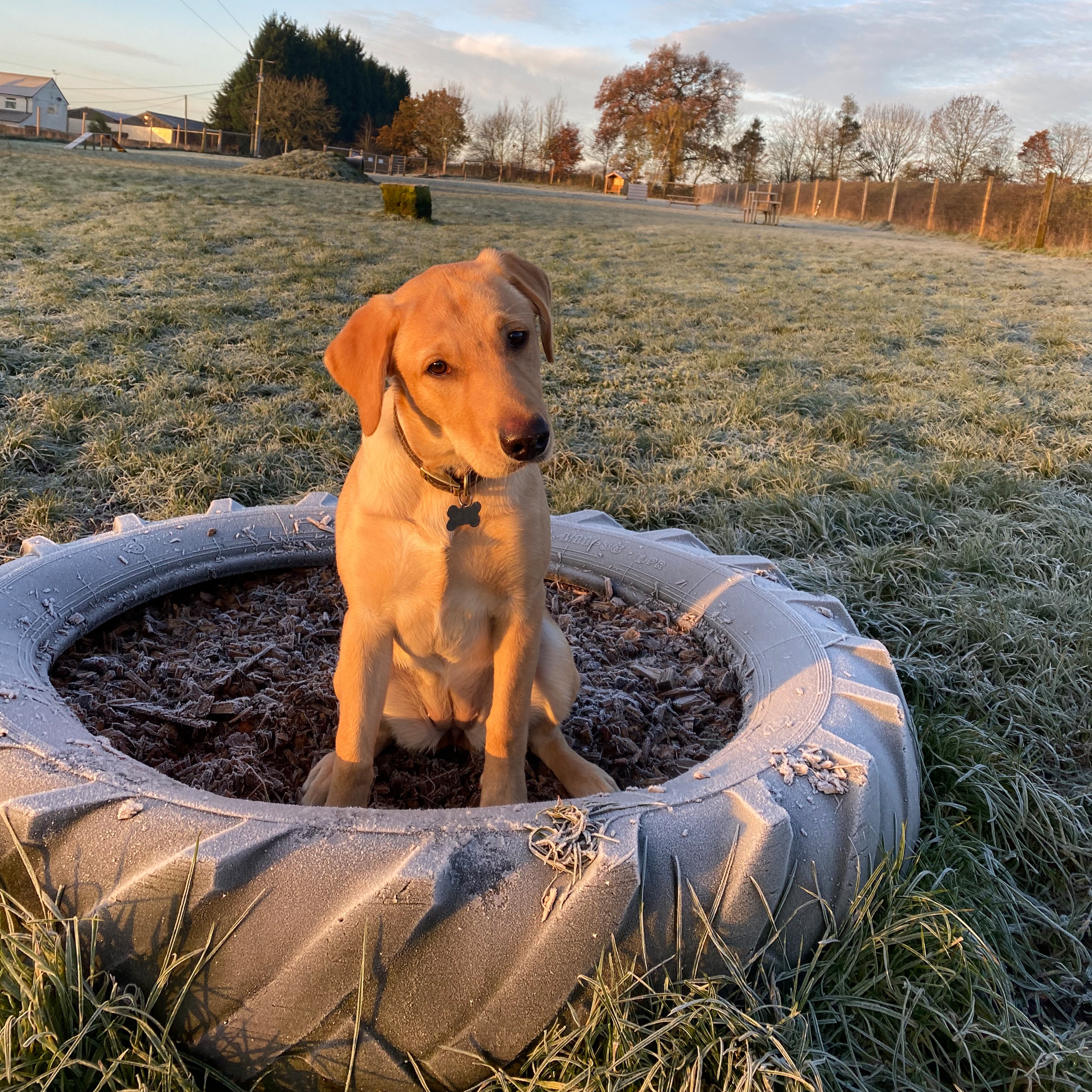 Secure Dog Field in Staffordshire